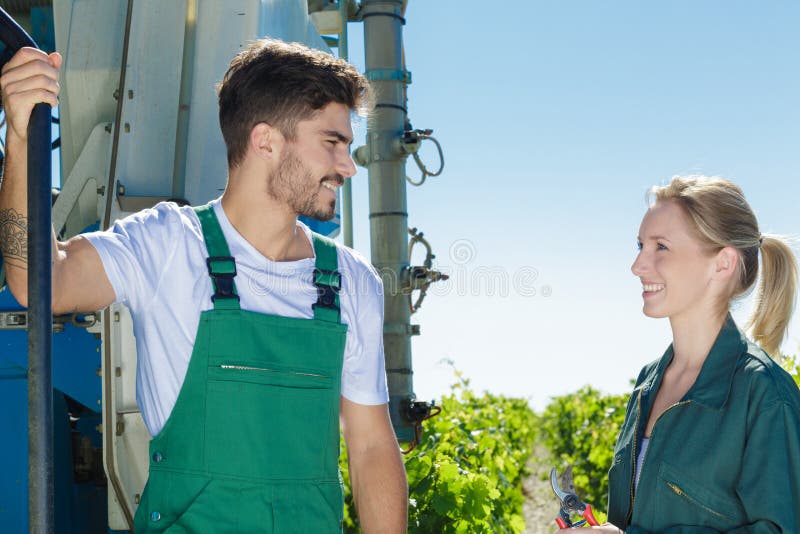 Vineyard Workers Inspecting Vines Stock Photo - Image of bumps, outdoor ...