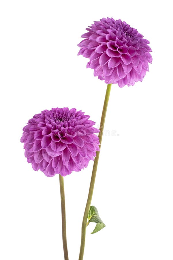 Two Violet Dahlia Flowers Isolated on White Background Stock Image ...