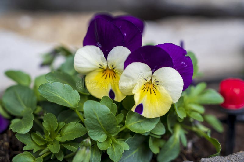 Two Violet-yellow Flowers of the Viola Cornuta Plant Stock Image ...
