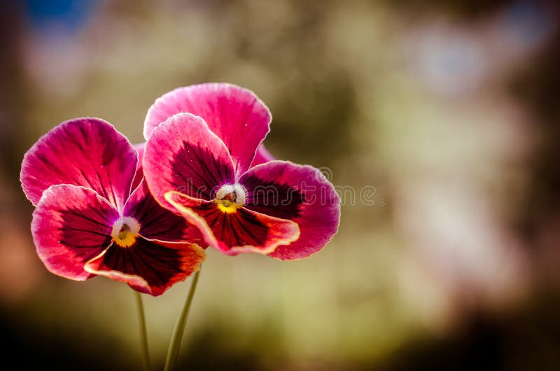 Two violets stock photo. Image of floral, purple, flower - 42245694