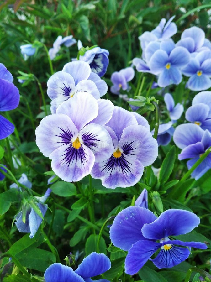 Two Violets Two Girlfriends Stock Photo - Image of blossom, violets ...