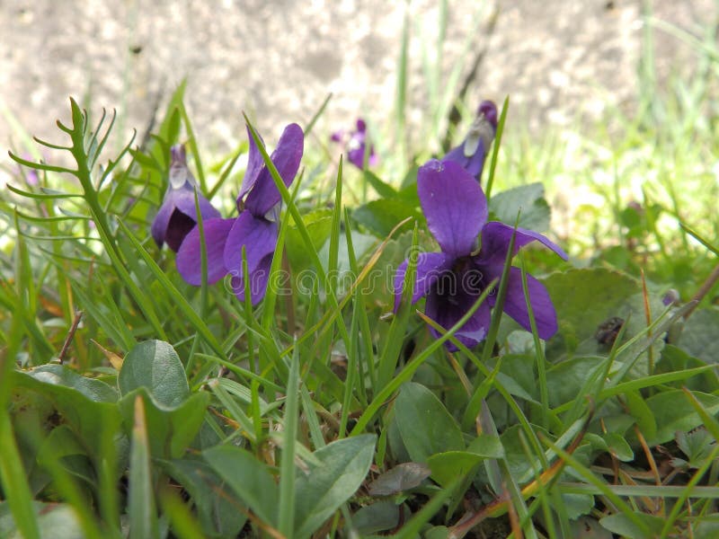 Two Violets in the Grass, Closeup Stock Photo - Image of green, meadow ...