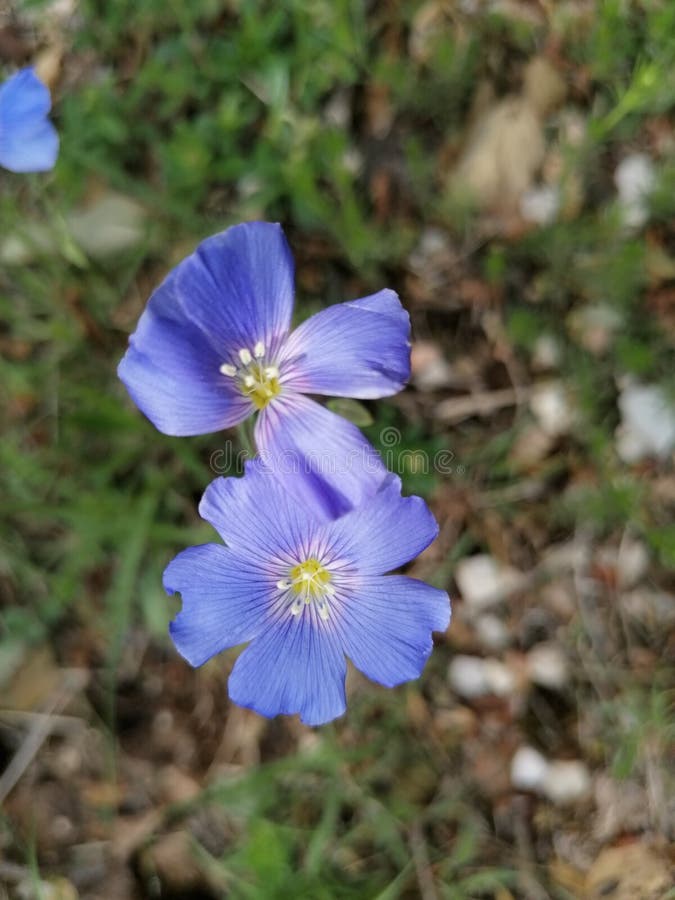 Two violets in a meadow stock photo. Image of flower - 208874768