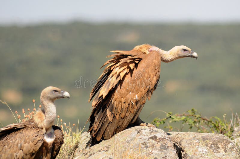 Two vultures stock photo. Image of aves, fauna, pico - 33420398