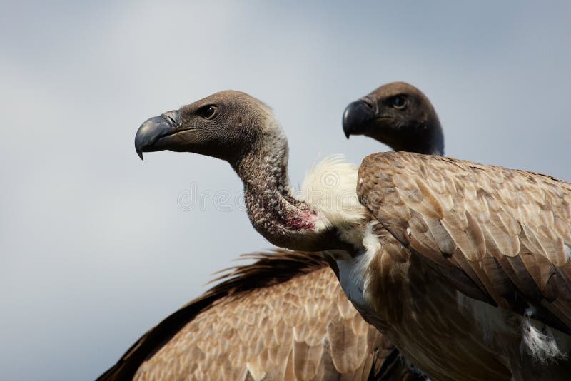 Two Vultures Close Together Stock Image - Image of animal, scavenger ...