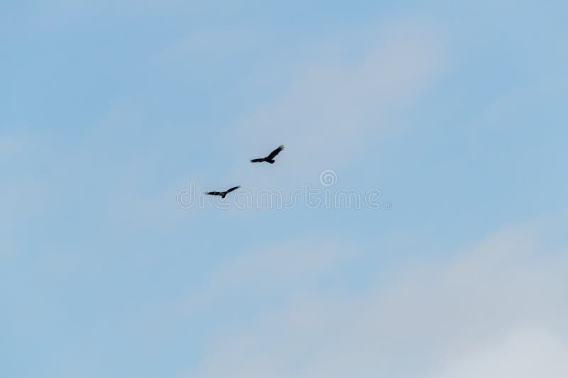 Two vultures flying in sky stock image. Image of background - 274429395