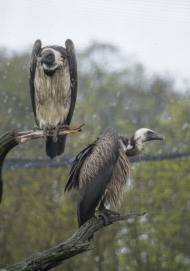 Two vultures stock photo. Image of carcasses, sitting - 40204814