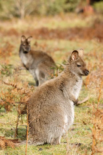 Two wallabies stock image. Image of green, park, face - 26684137