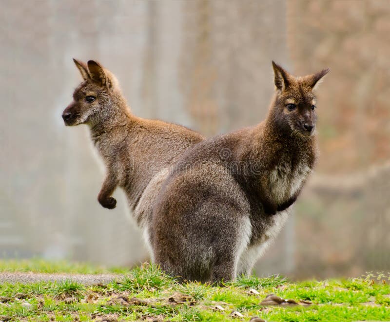 Two Wallabies stock image. Image of marsupial, standing - 28256823
