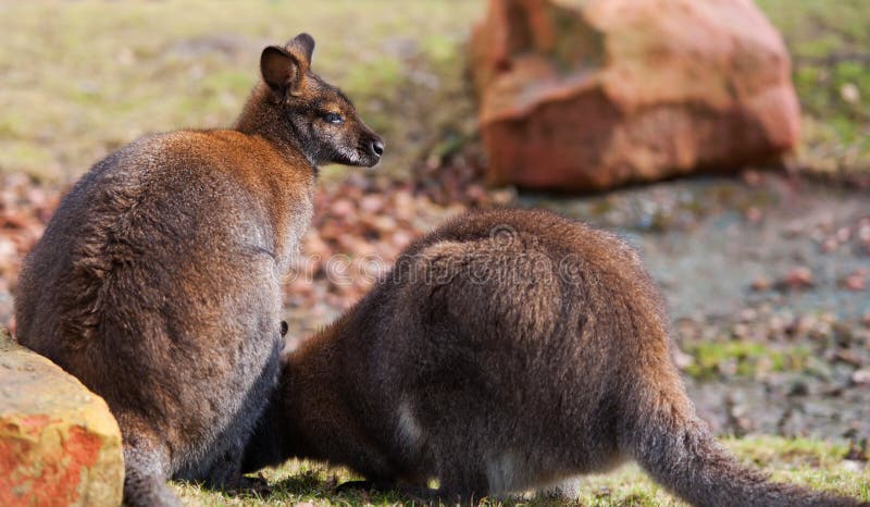 Two Wallabies Grazing in the Wild Stock Image - Image of scene, brown ...