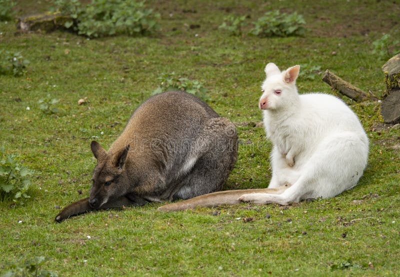 Wallabies stock photo. Image of australia, forest, animal - 17391666