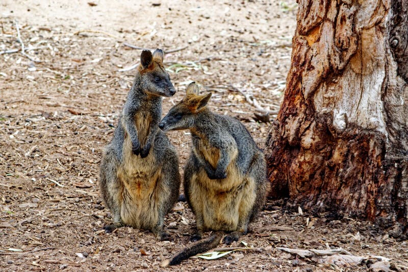 Two Wallabies Resting by Tree Stock Photo - Image of rodent, whiskers ...