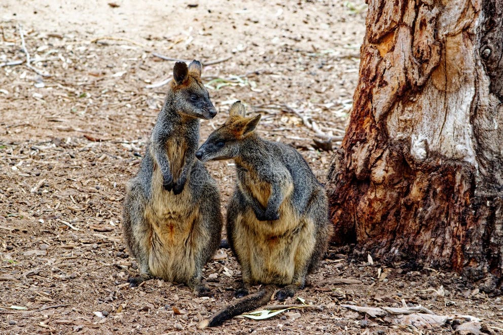 Two Wallabies Resting by Tree Stock Photo - Image of rodent, whiskers ...