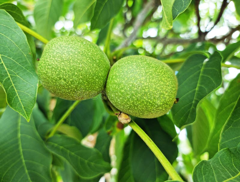 Two Walnut Fruits in Green Husk between Green Foliage of Walnut Tree ...