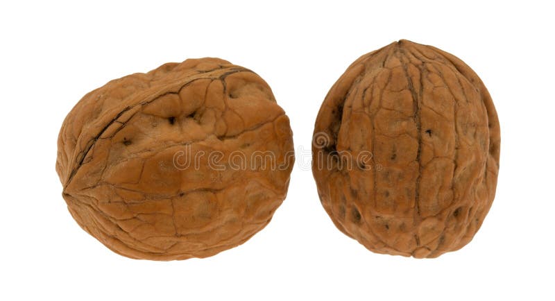 735 Isolated Two Walnuts Stock Photos - Free & Royalty-Free Stock ...