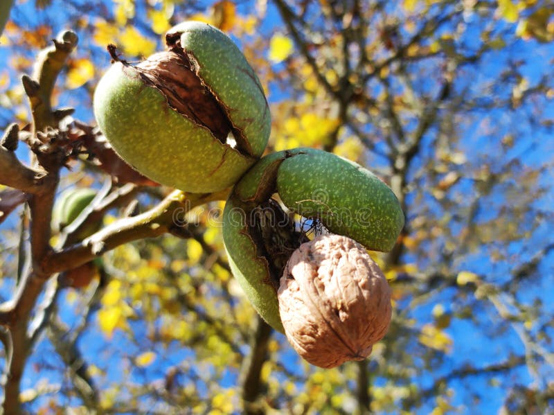 Two Walnuts Hanging on Tree with Green Outer Shell is Breaking and ...