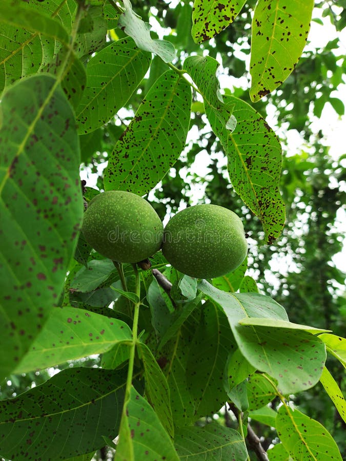 Two Walnuts, Still in Their Green Protective Shell, Hanging between the ...