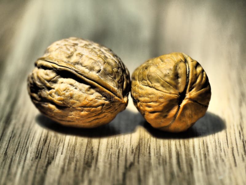 Two walnuts on the table. stock photo. Image of white - 202190810