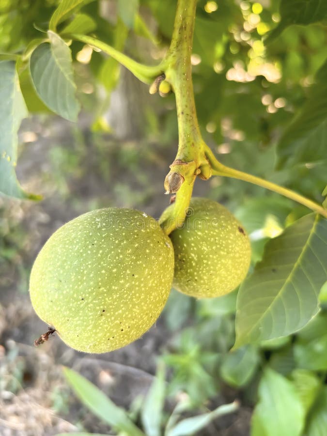 Two Walnuts on a Tree Branch. Walnut Ripening. Green Walnut on a Tree ...