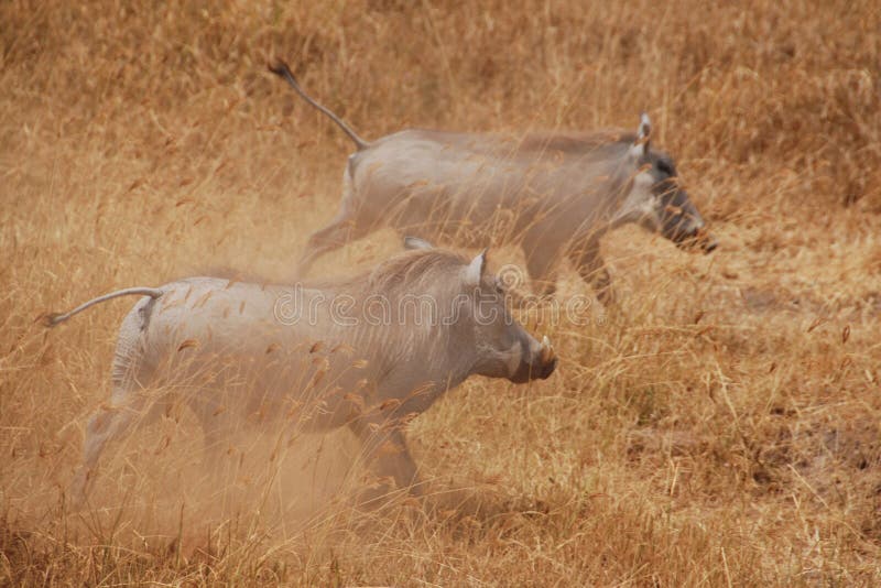 Two Warthogs Picture. Image: 8448241