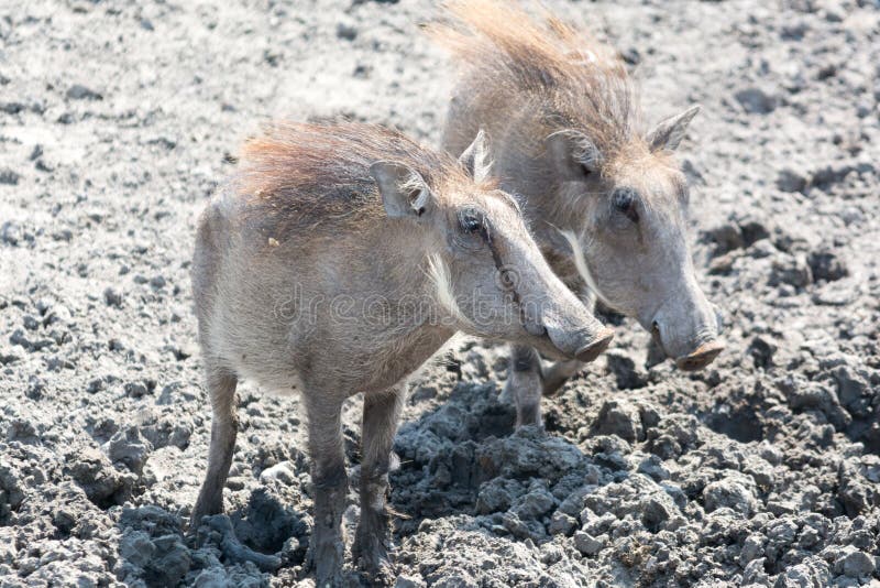 Two warthogs stock image. Image of waterhole, etosha - 60309855