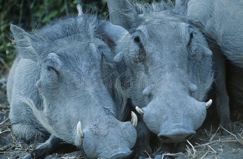 Two Warthogs Side by Side Close-up Stock Photo - Image of warthog, pair ...