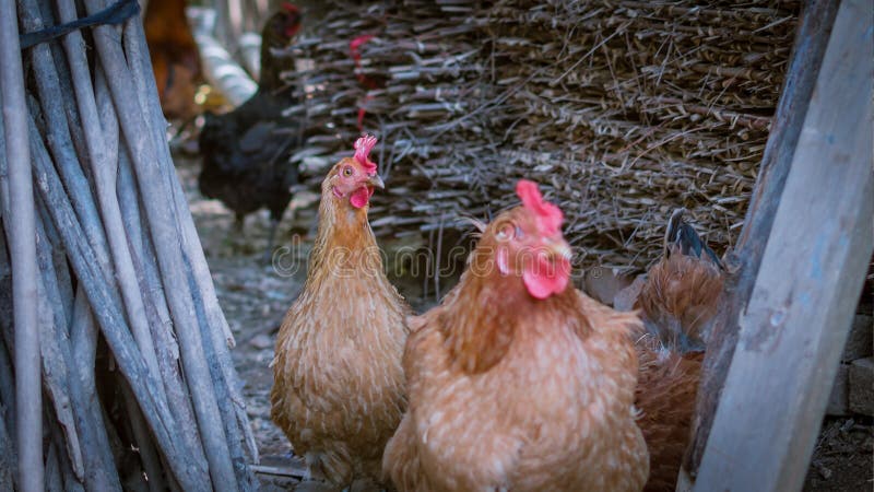 The hens on the farm stock image. Image of edge, farm - 288023855