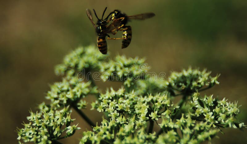 Two Wasps Fighting Over the Same Spot Stock Image - Image of detail ...