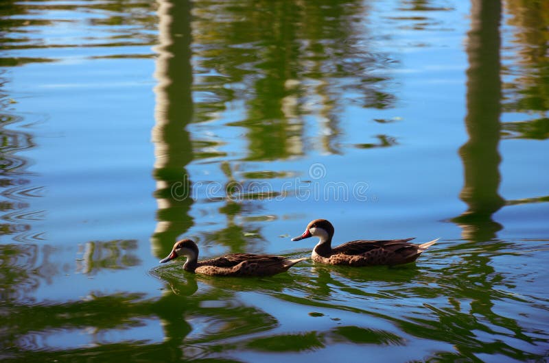 Two Water Ducks in Tropical Lake, Dominican Republic Stock Photo ...