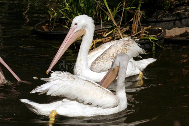 Two Water Fowl Picture. Image: 5251176