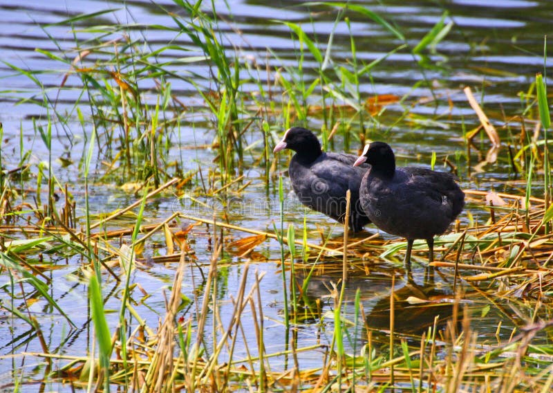 Two Water Hens Stand among Water and Grass. Stock Photo - Image of bird ...