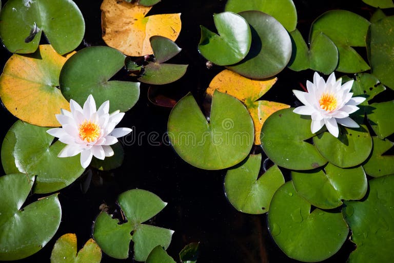 Two Water Lilies - Top View Stock Photo - Image of summer, spring: 10640182