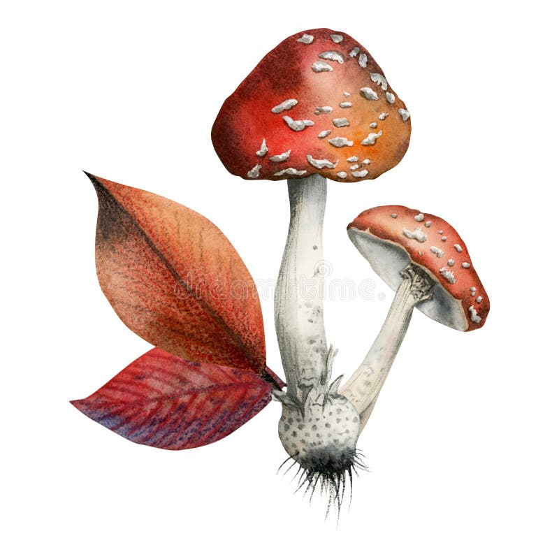 Two Watercolor Fly Agaric Mushrooms With Red Autumn Leaves Illustration