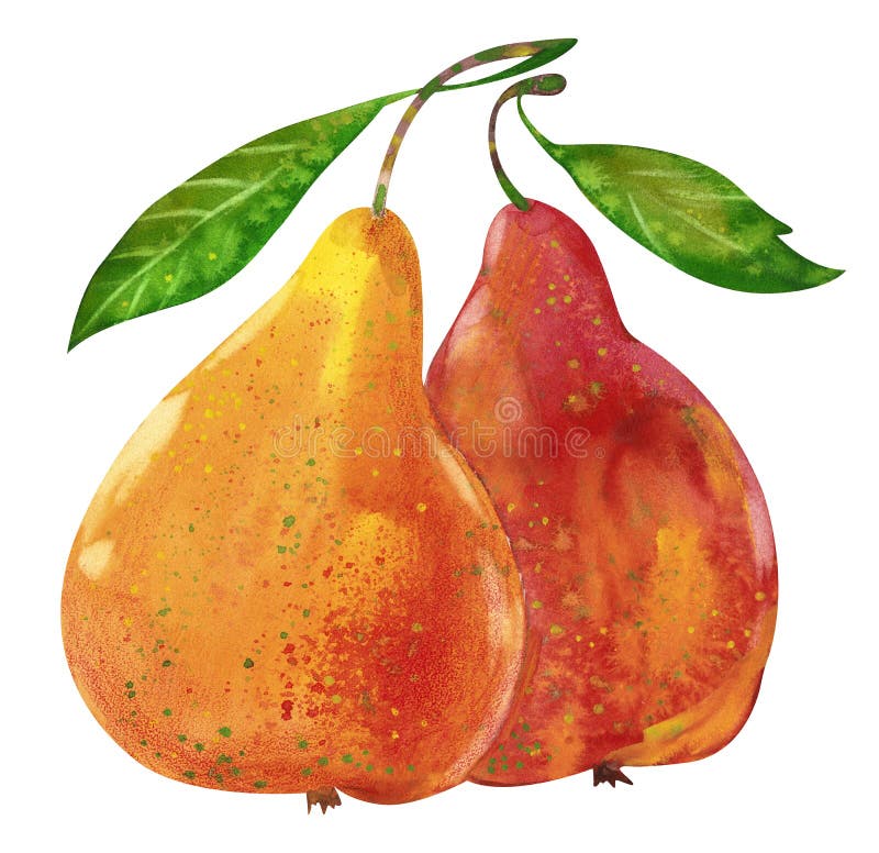 Two watercolor pears stock illustration. Illustration of tasty - 60019292