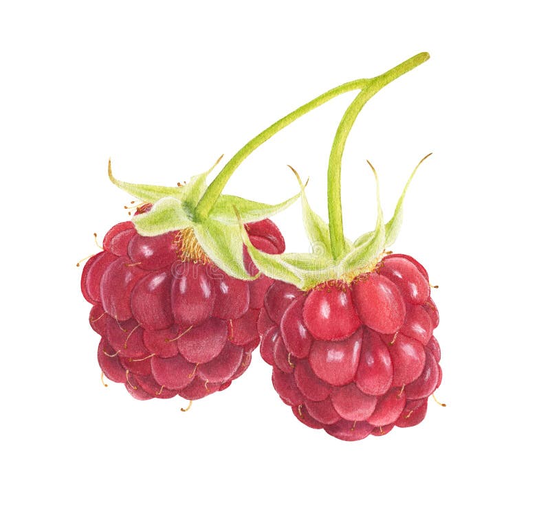 Two Watercolor Raspberries Isolated on White Background. Stock Image ...