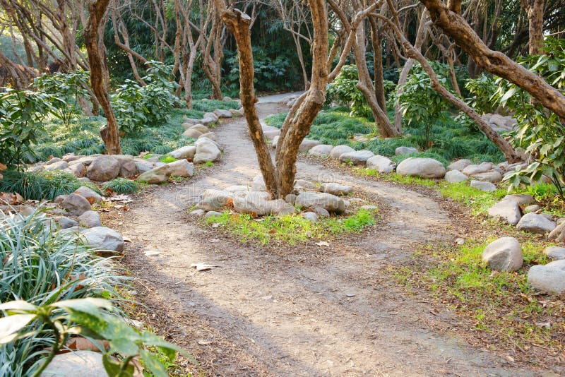 Two Way Path Around the Tree Stock Image - Image of green, color: 23697775