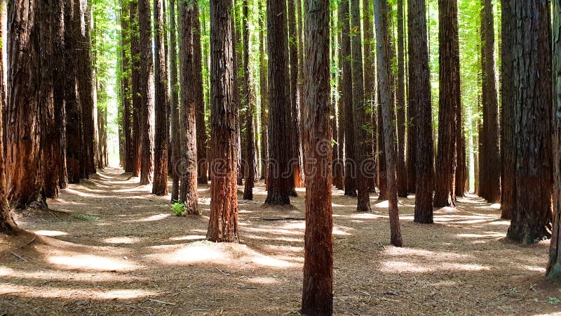 A Divided Path. Which Way Should You Go? Stock Image - Image of ...