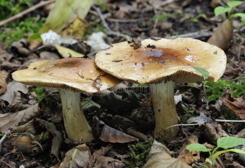 Two Webcap fungi stock photo. Image of woodland, woods - 28382834