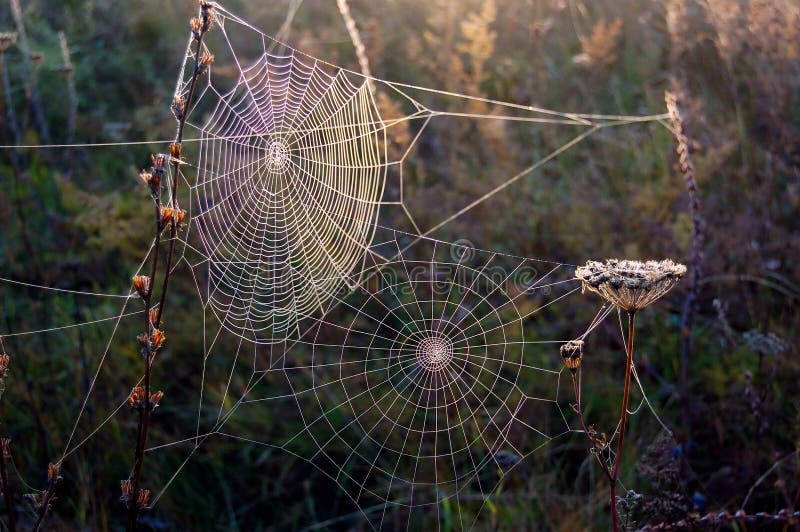 Two webs stock photo. Image of spider, plants, grid, threads - 13389854