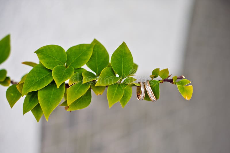 Two Wedding Golden Rings on Branch Stock Photo - Image of celebration ...