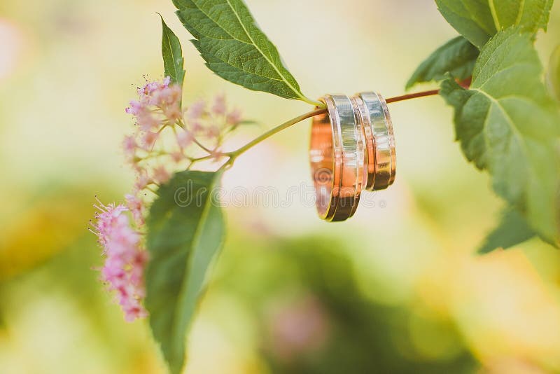 Two Wedding Golden Rings On Branch Stock Photo - Image of newlywed ...