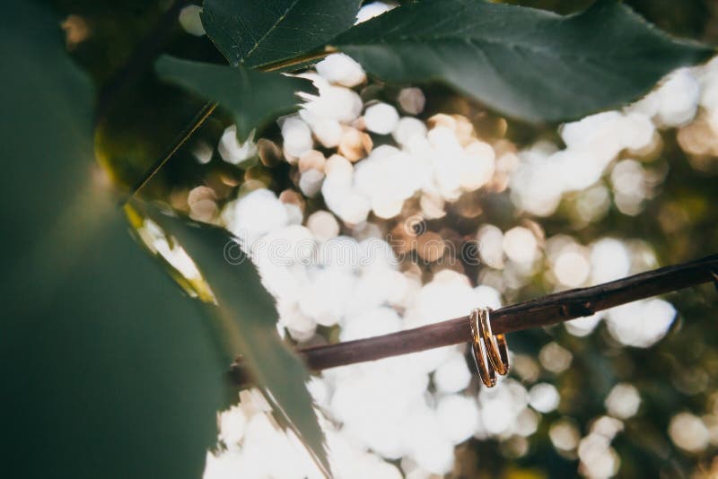Two Wedding Rings on a Branch in the Garden Stock Image - Image of ...