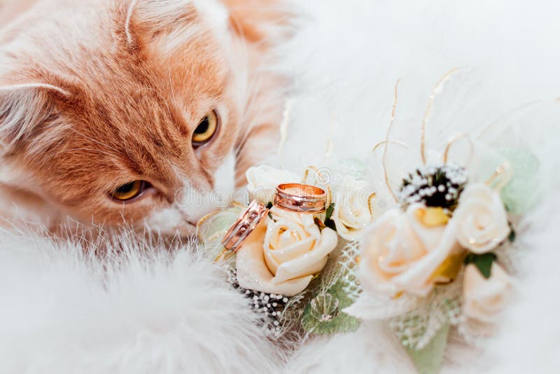 Two Wedding Rings in Colours with the Cat Stock Photo - Image of metal ...