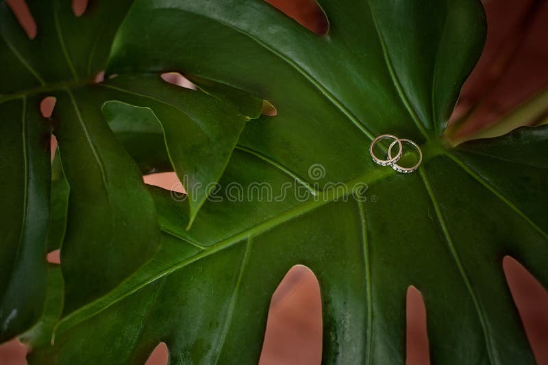 Two Wedding Rings on a Green Monstera Leaf. Stock Photo - Image of ...