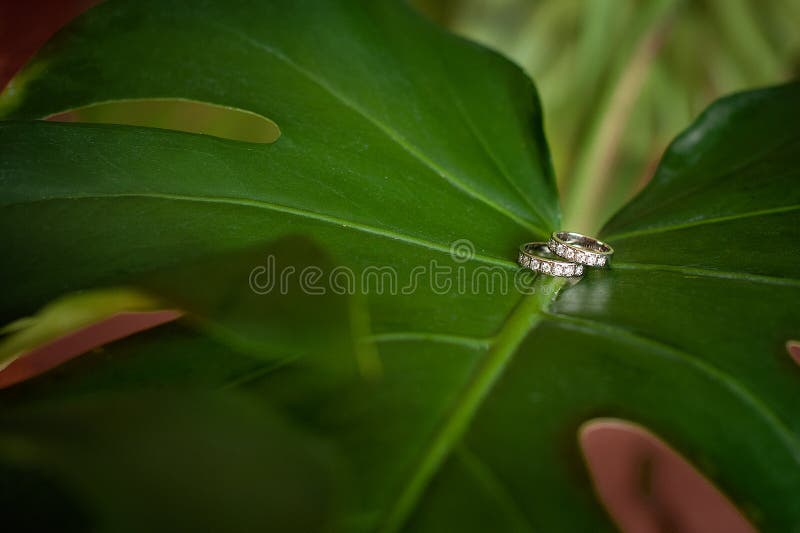 Two Wedding Rings on a Green Monstera Leaf. Stock Image - Image of gold ...