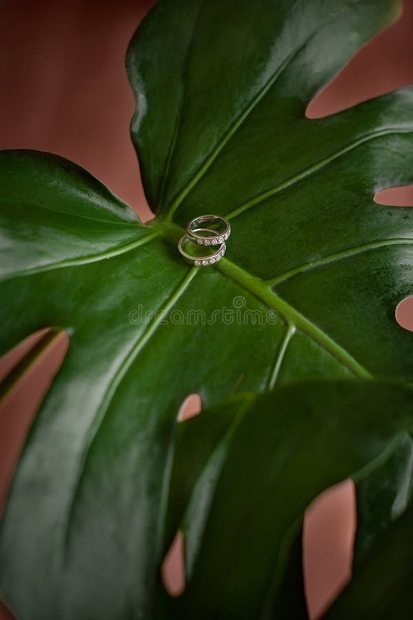 Two Wedding Rings on a Green Monstera Leaf. Stock Photo - Image of leaf ...