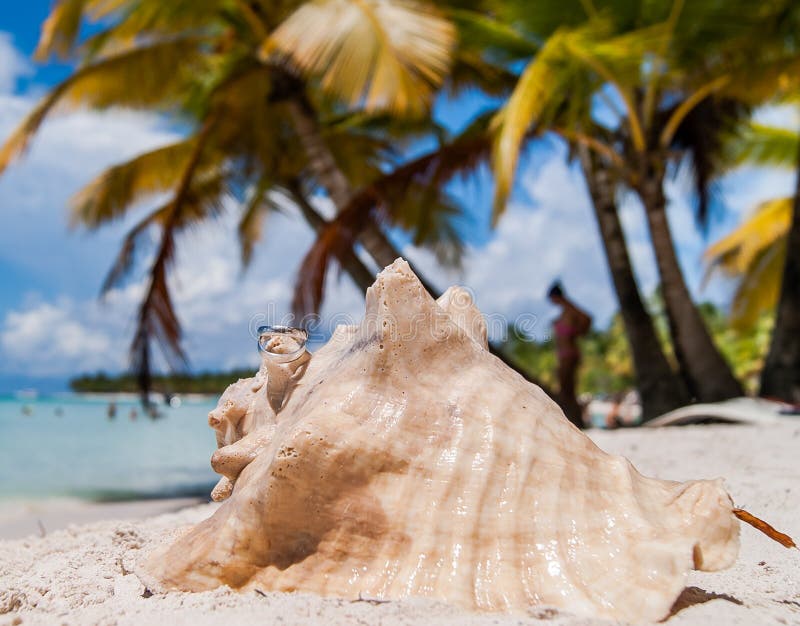 Two Wedding Rings Lie on the Shell. the Beach, Saona Island, Dominican ...