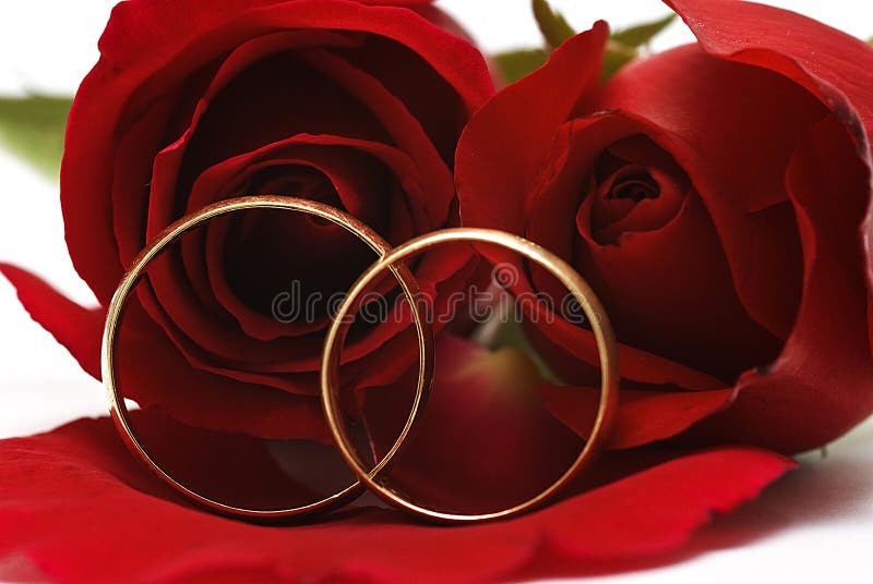 Two Wedding Rings and a Red Roses. Stock Photo - Image of rings ...