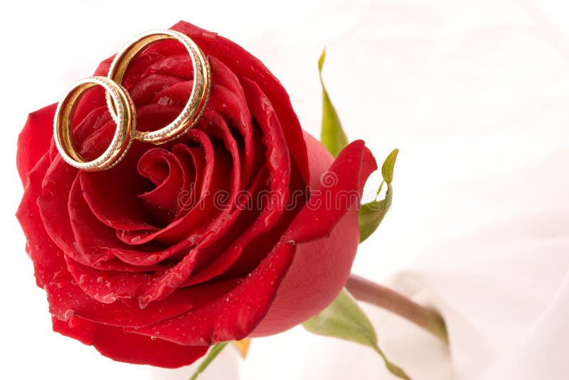 Two Wedding Rings and Red Roses Stock Photo - Image of bride ...