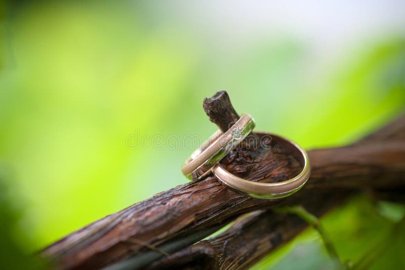 Two Wedding Rings on a Vine Branch Stock Image - Image of metal ...
